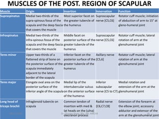 SCAPULAR REGION by Shapi. MD.pdf