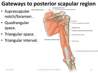 SCAPULAR REGION by Shapi. MD.pdf
