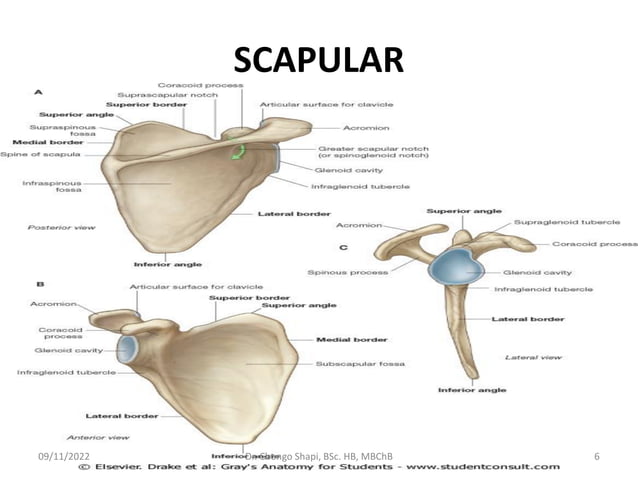 SCAPULAR REGION by Shapi. MD.pdf
