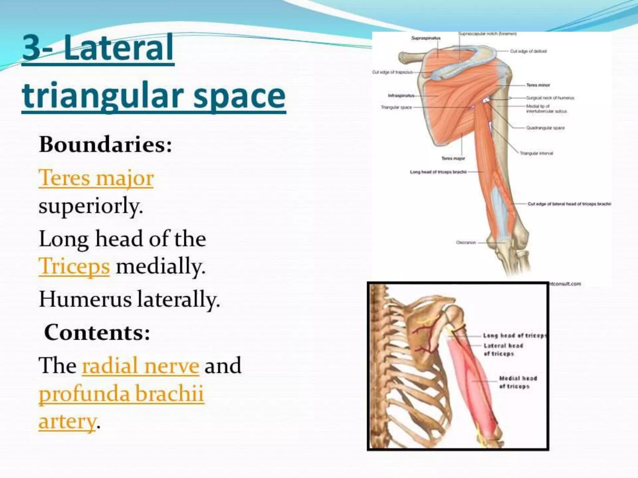 SCAPULAR REGION.ppt