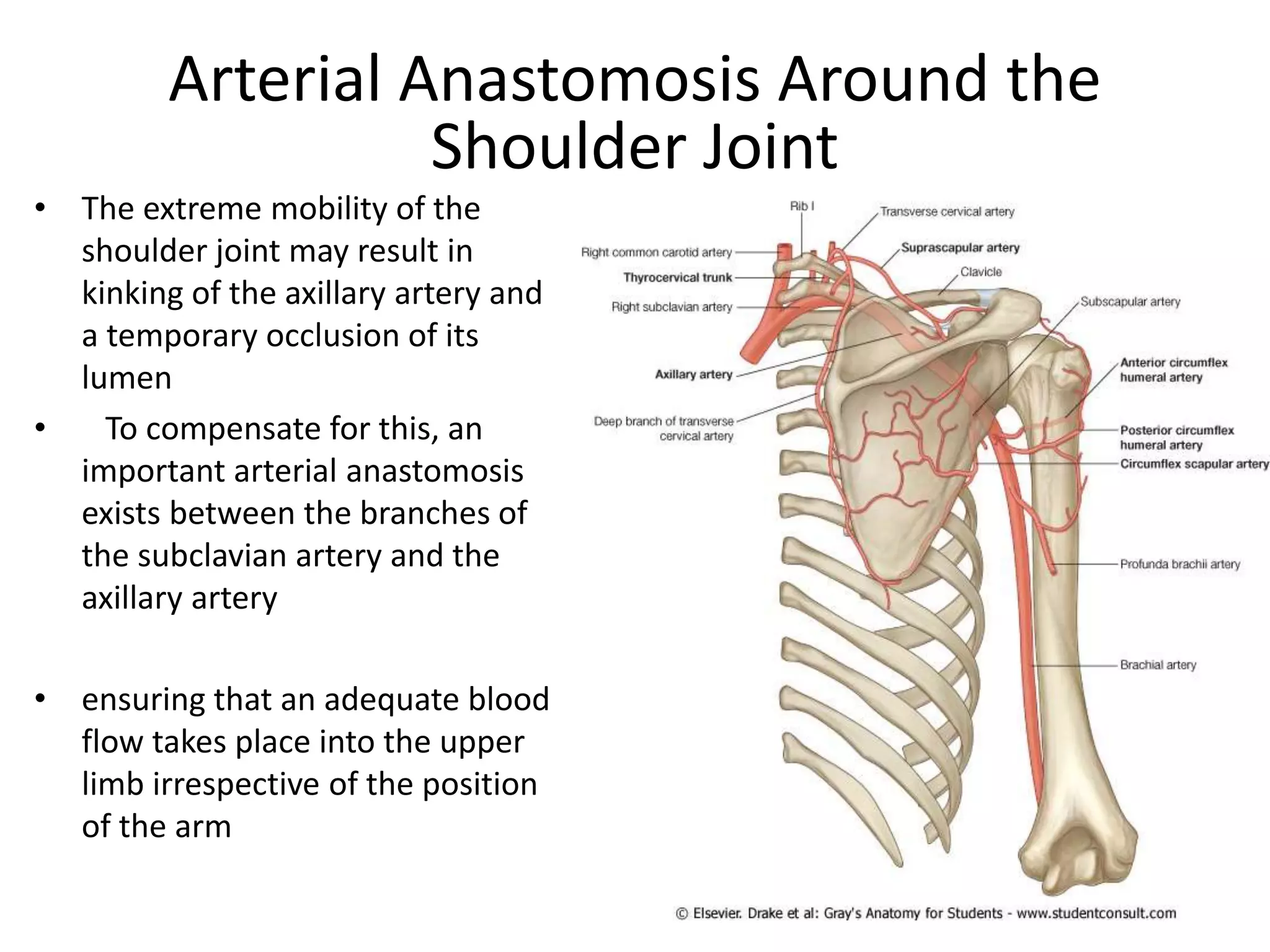 SCAPULAR REGION.ppt