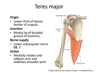 SCAPULAR REGION.ppt