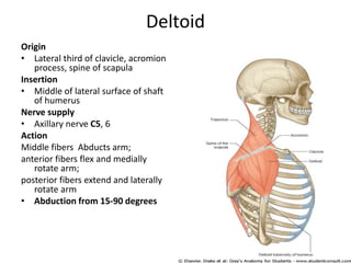 SCAPULAR REGION.ppt