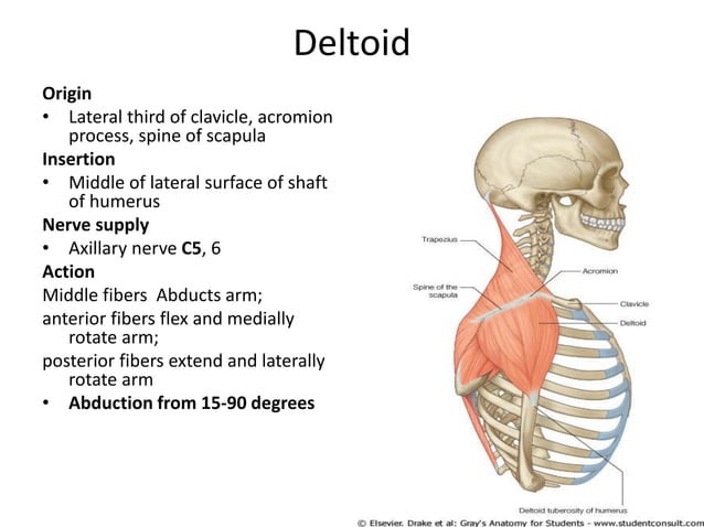 SCAPULAR REGION.ppt | Death, Injury, or Military Conflict | Sensitive ...