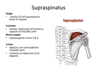 SCAPULAR REGION.ppt