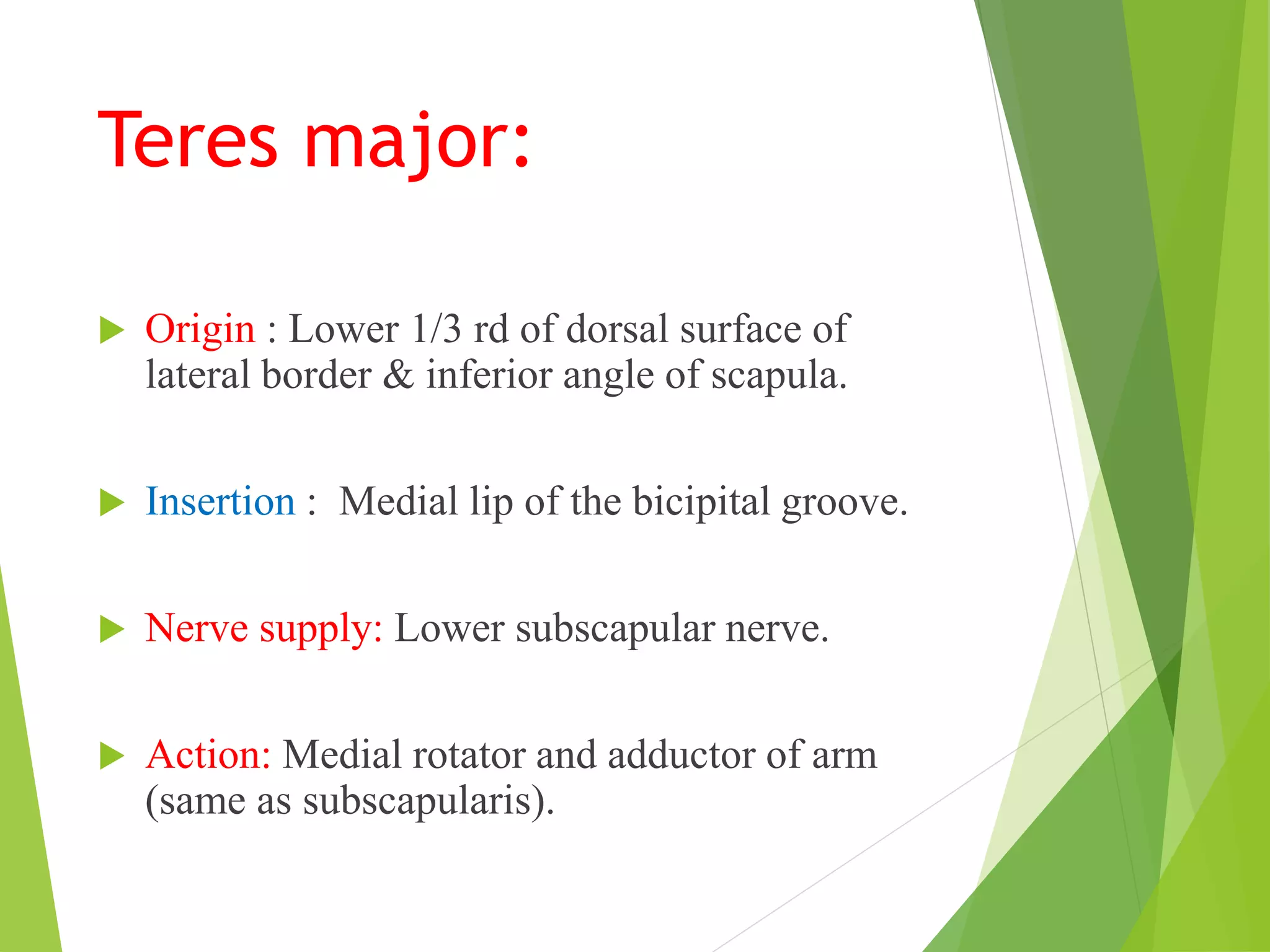 Scapular region | PPT
