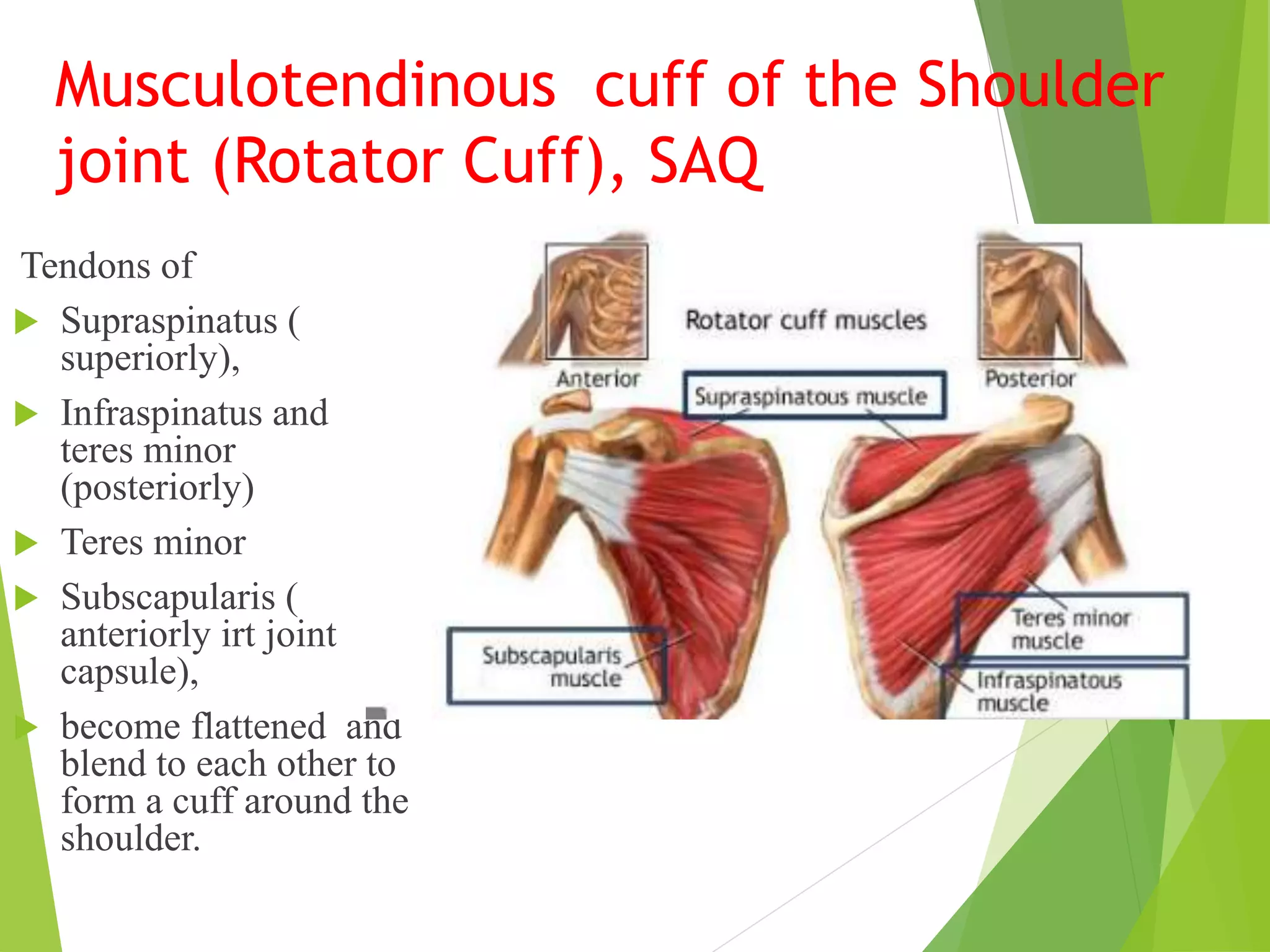 Scapular region | PPT