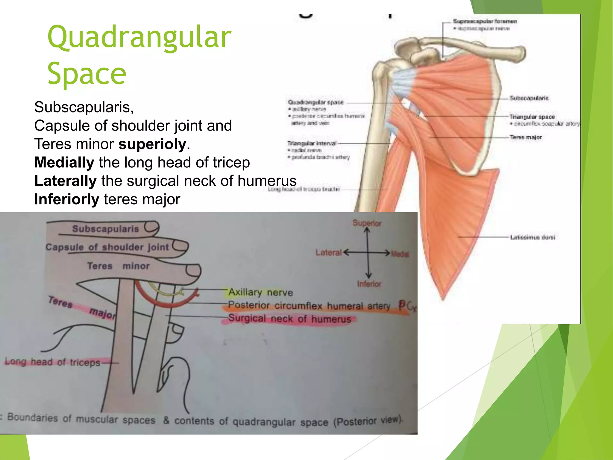 Scapular region | PPT