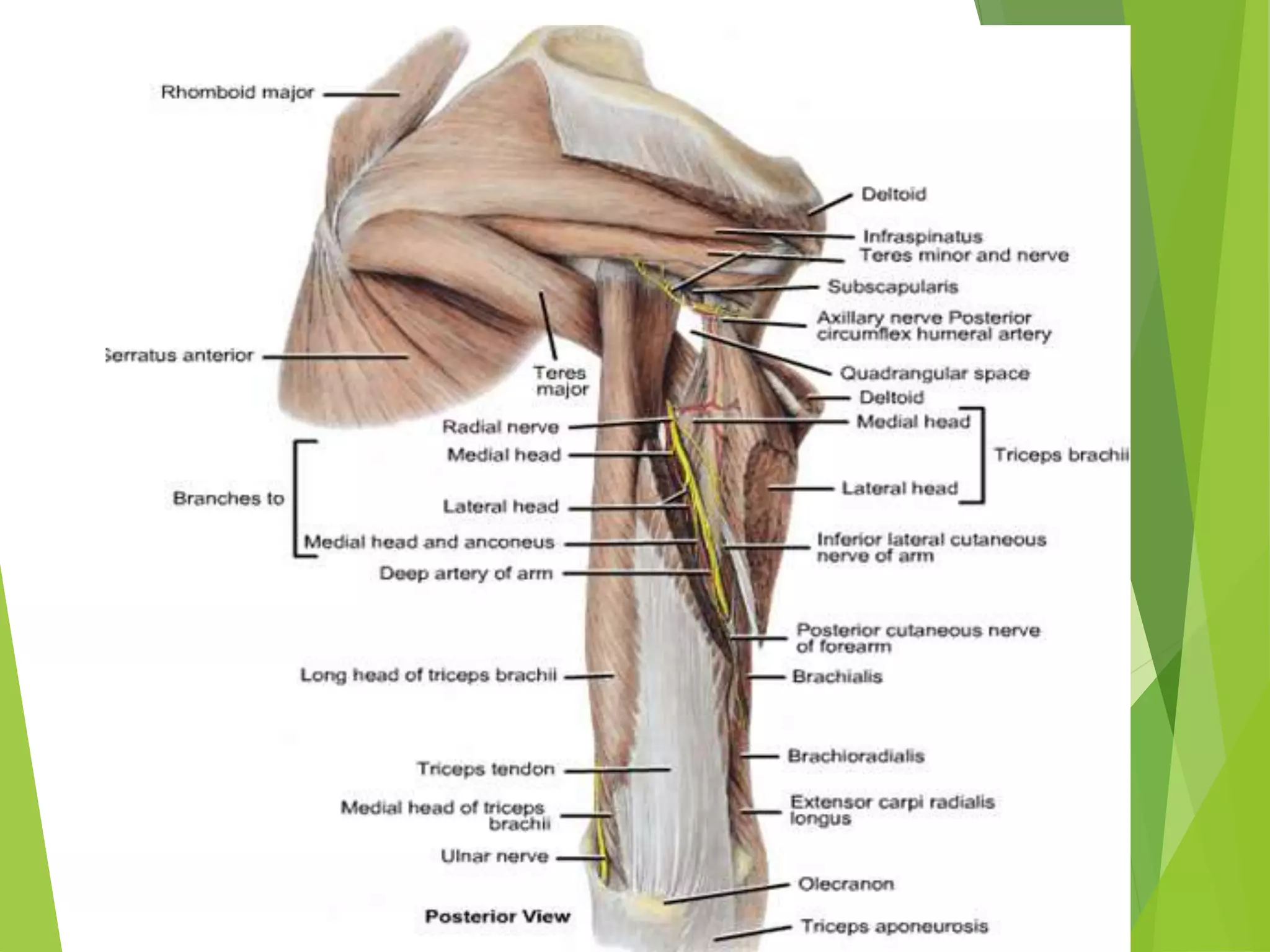 Scapular region | PPT