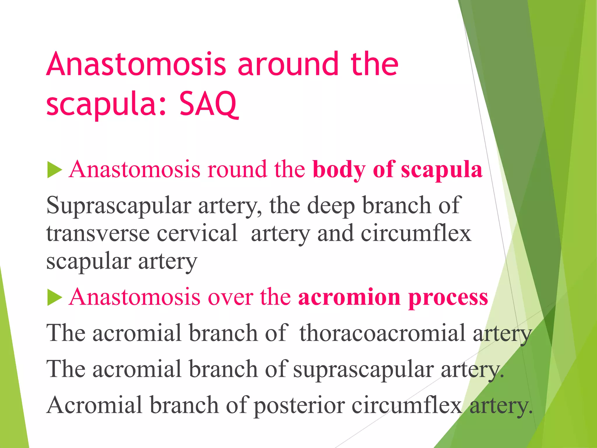 Scapular region | PPT