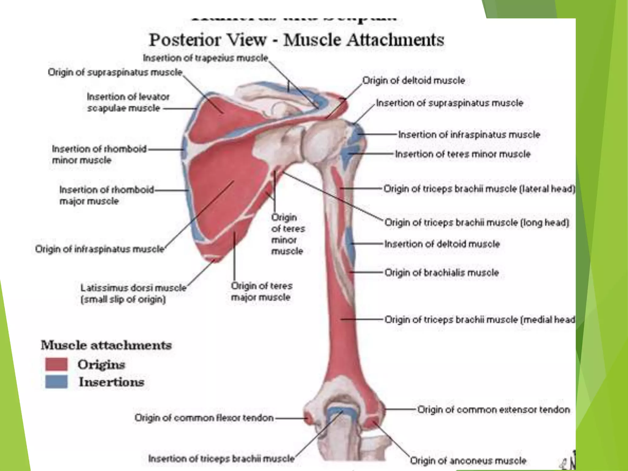 Scapular region | PPT