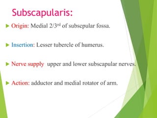 Scapular region | PPT
