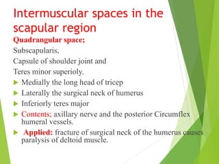 Scapular region | PPT