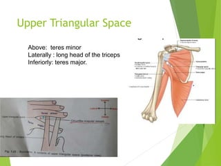Scapular region | PPT