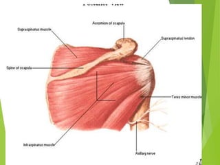 Scapular region | PPT
