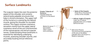 Scapular- Region by Sk . Sidra Kousar | PPTX