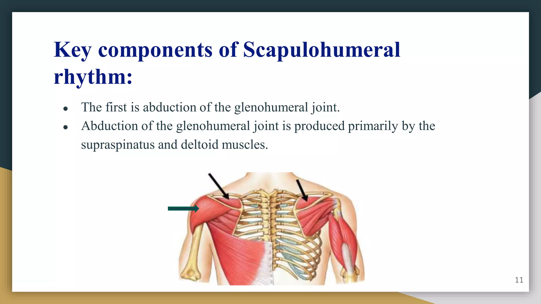Scapulohumeral rhythm and exercises | PDF