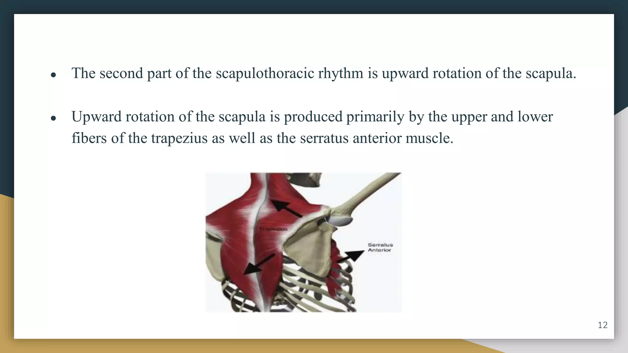 Scapulohumeral rhythm and exercises | PDF