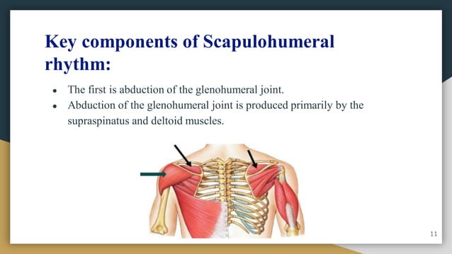 Scapulohumeral rhythm and exercises | PDF | Death, Injury, or Military ...