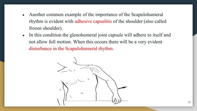 Scapulohumeral rhythm and exercises | PDF | Death, Injury, or Military ...