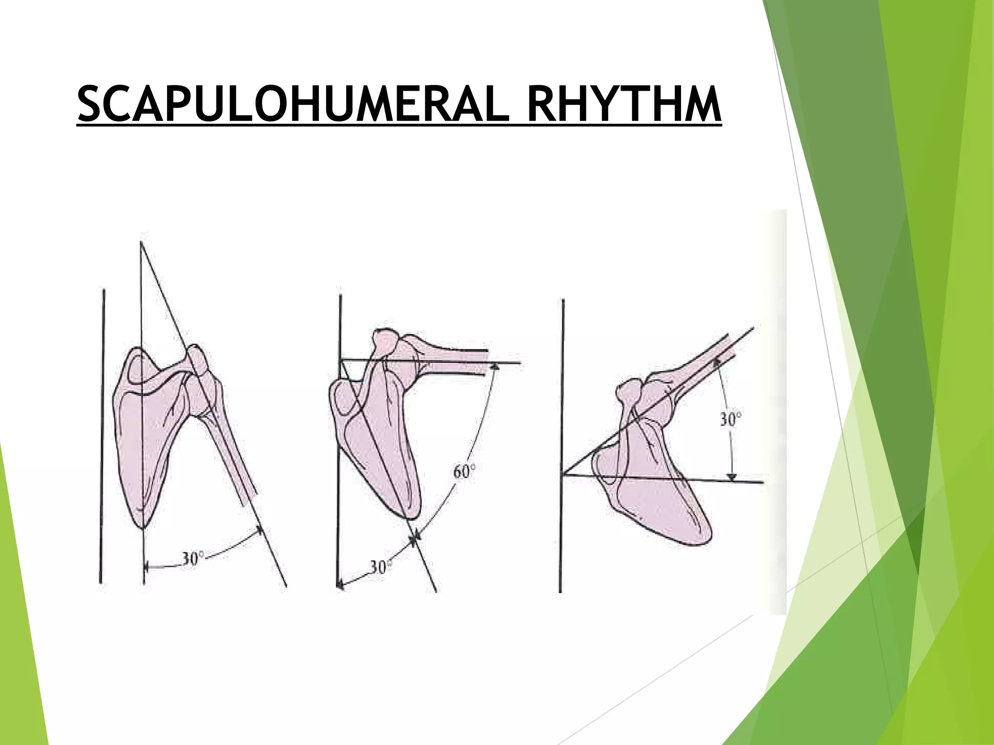 Scapulohumeral rhythm ppt | PPT