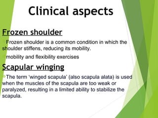 Scapulohumeral rhythm ppt | PPT
