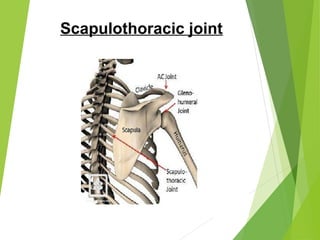 Scapulothoracic Articulation