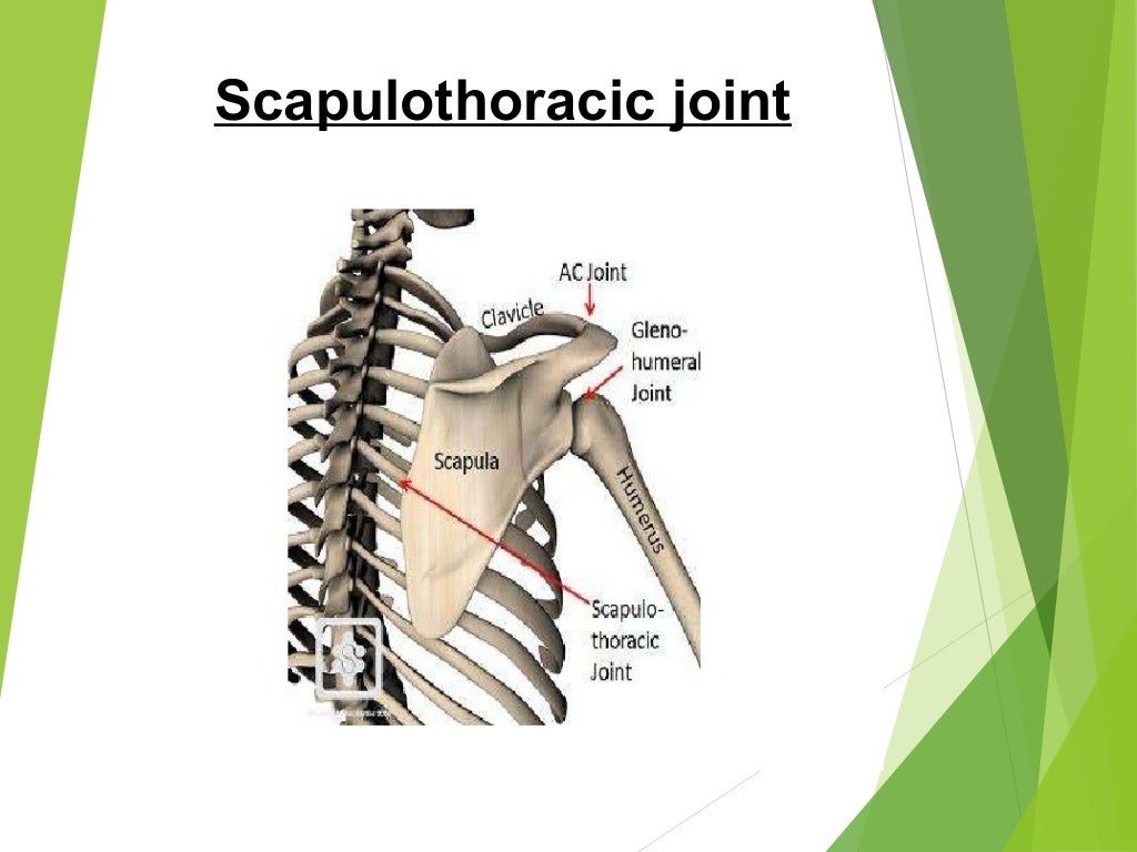 Scapulohumeral rhythm ppt