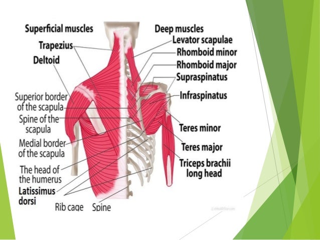 Scapulohumeral rhythm ppt