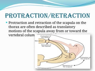 SCAPULOTHORACIC JOINT.pptx powerpoint presentation | PPTX