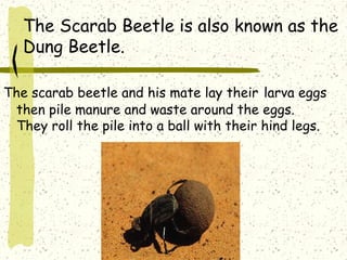 Scarab | PPT