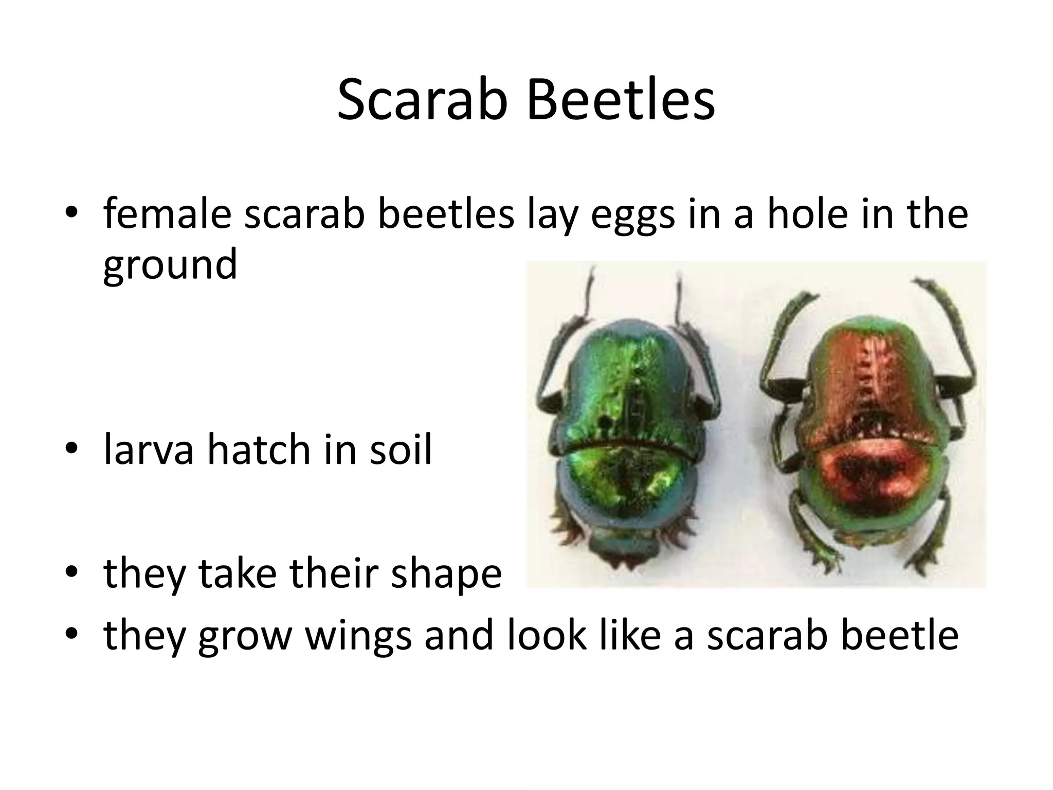 Scarab beetles amy | PPTX