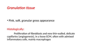 Presentation on Scar Formation in the process of wound healing | PPT
