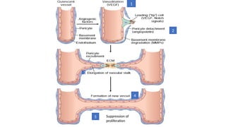 Presentation on Scar Formation in the process of wound healing | PPTX