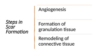 Presentation on Scar Formation in the process of wound healing | PPT