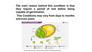 Scarification and stratification of seeds | PPTX