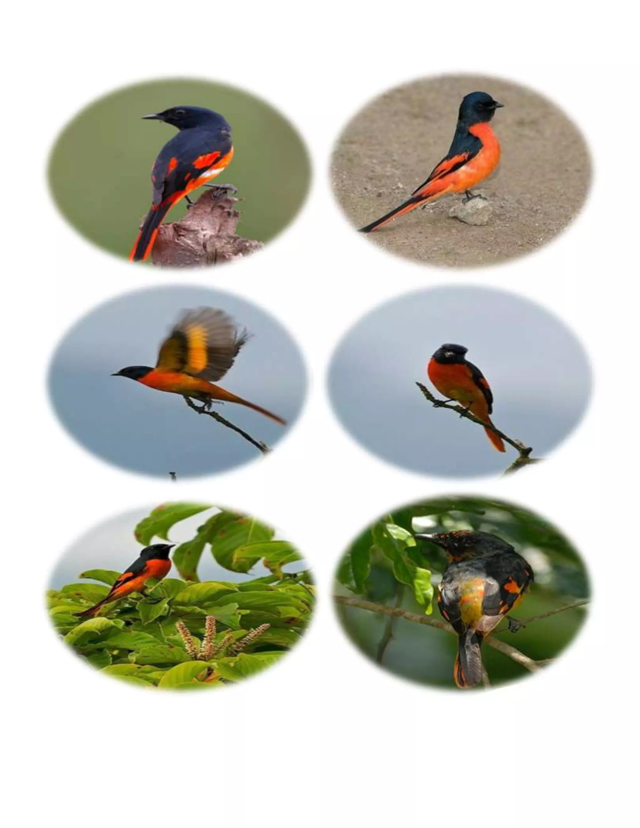 Scarlet minivet | DOCX