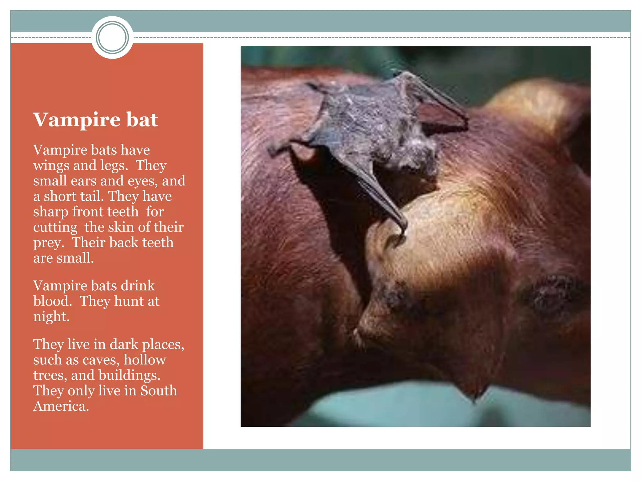 Scary animals | PPTX