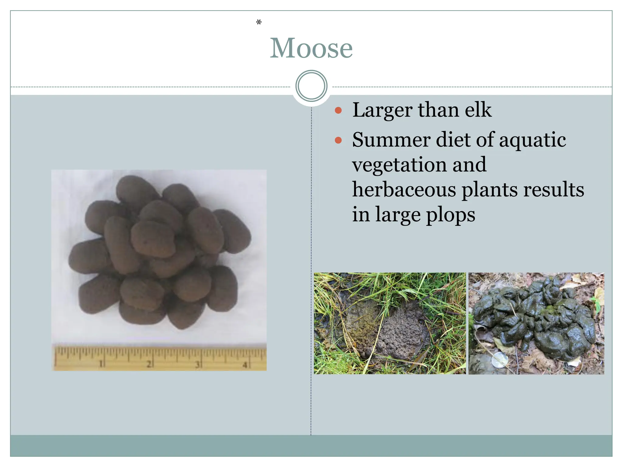 Scat-Identification.pdf