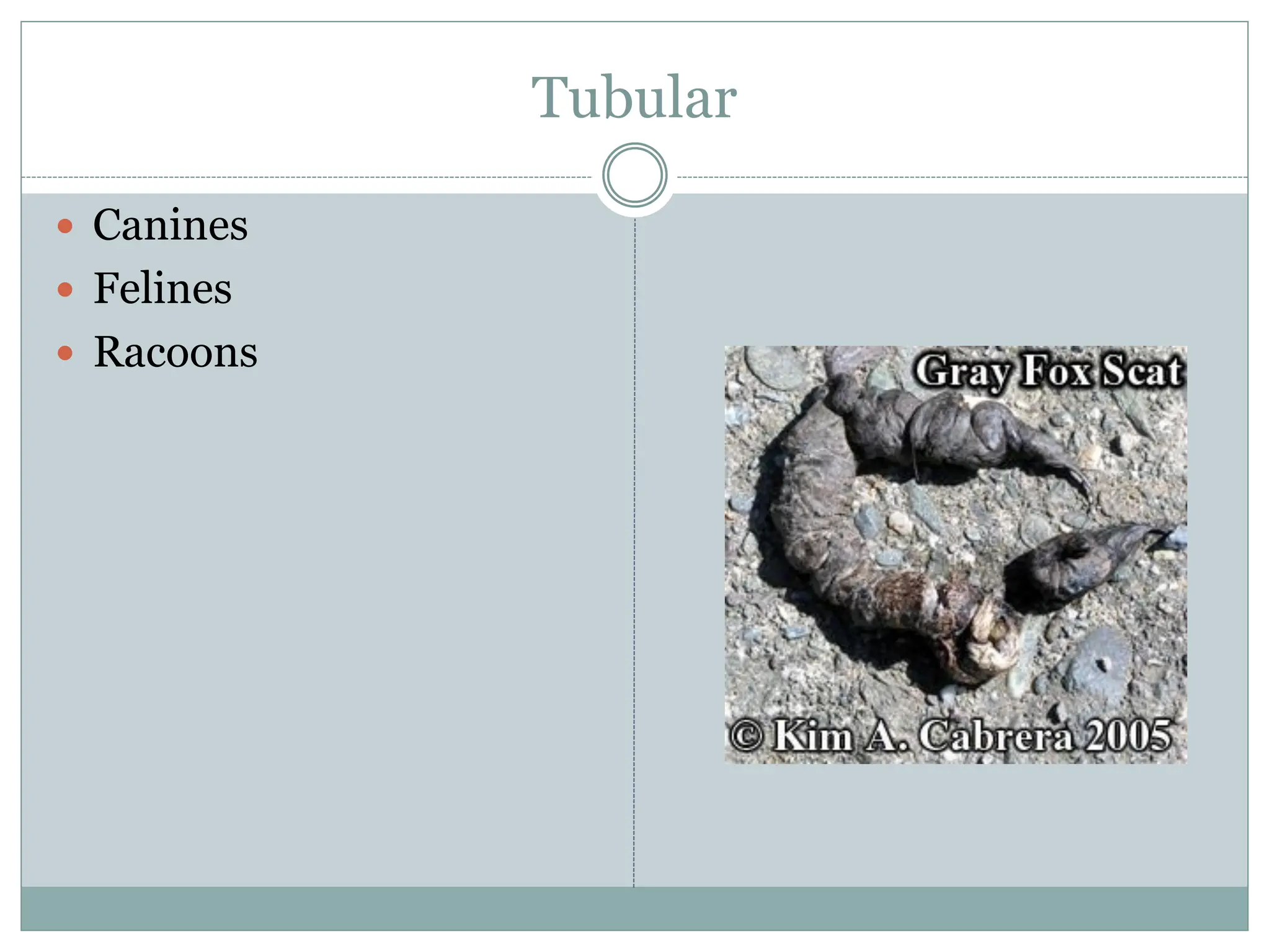 Scat-Identification.pdf