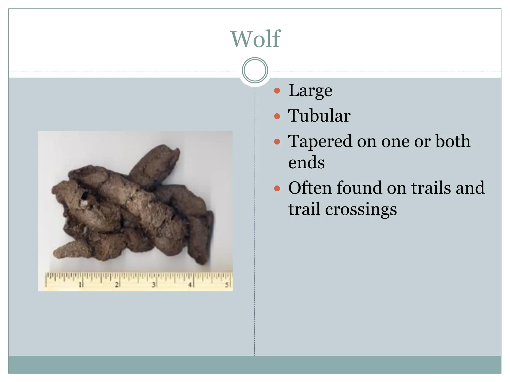 Scat-Identification.pdf