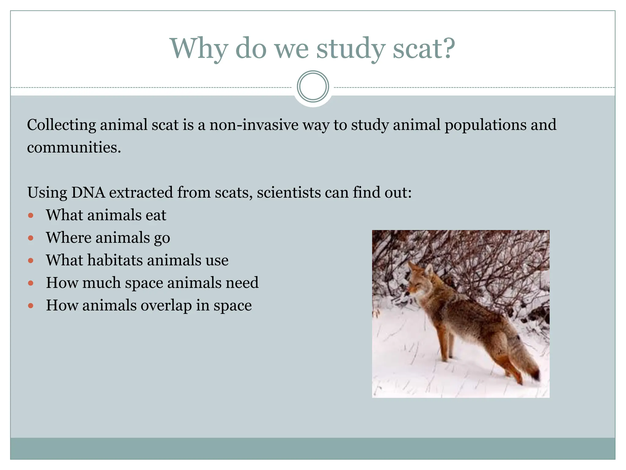 Scat-Identification.pdf