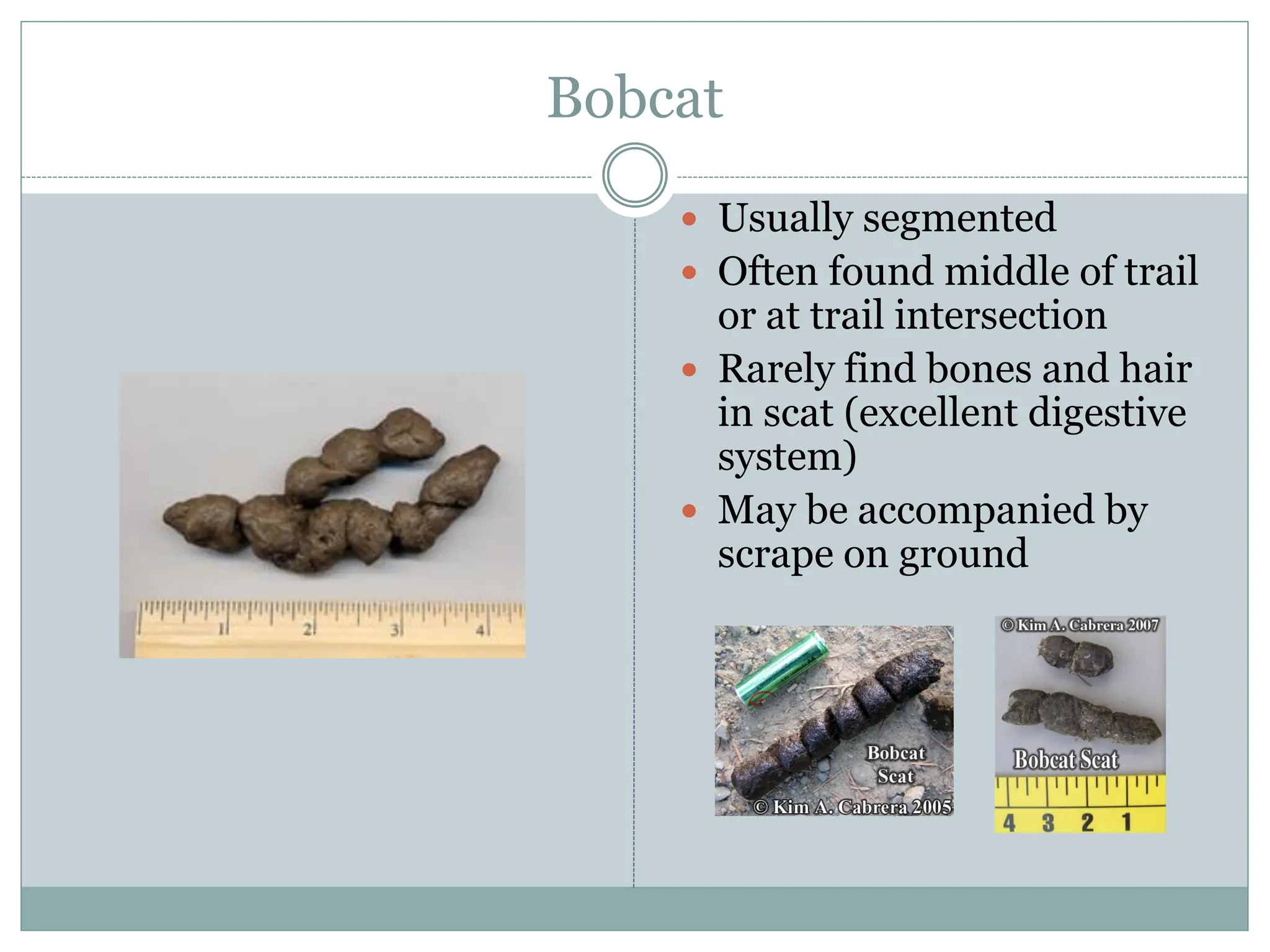 Scat-Identification.pdf