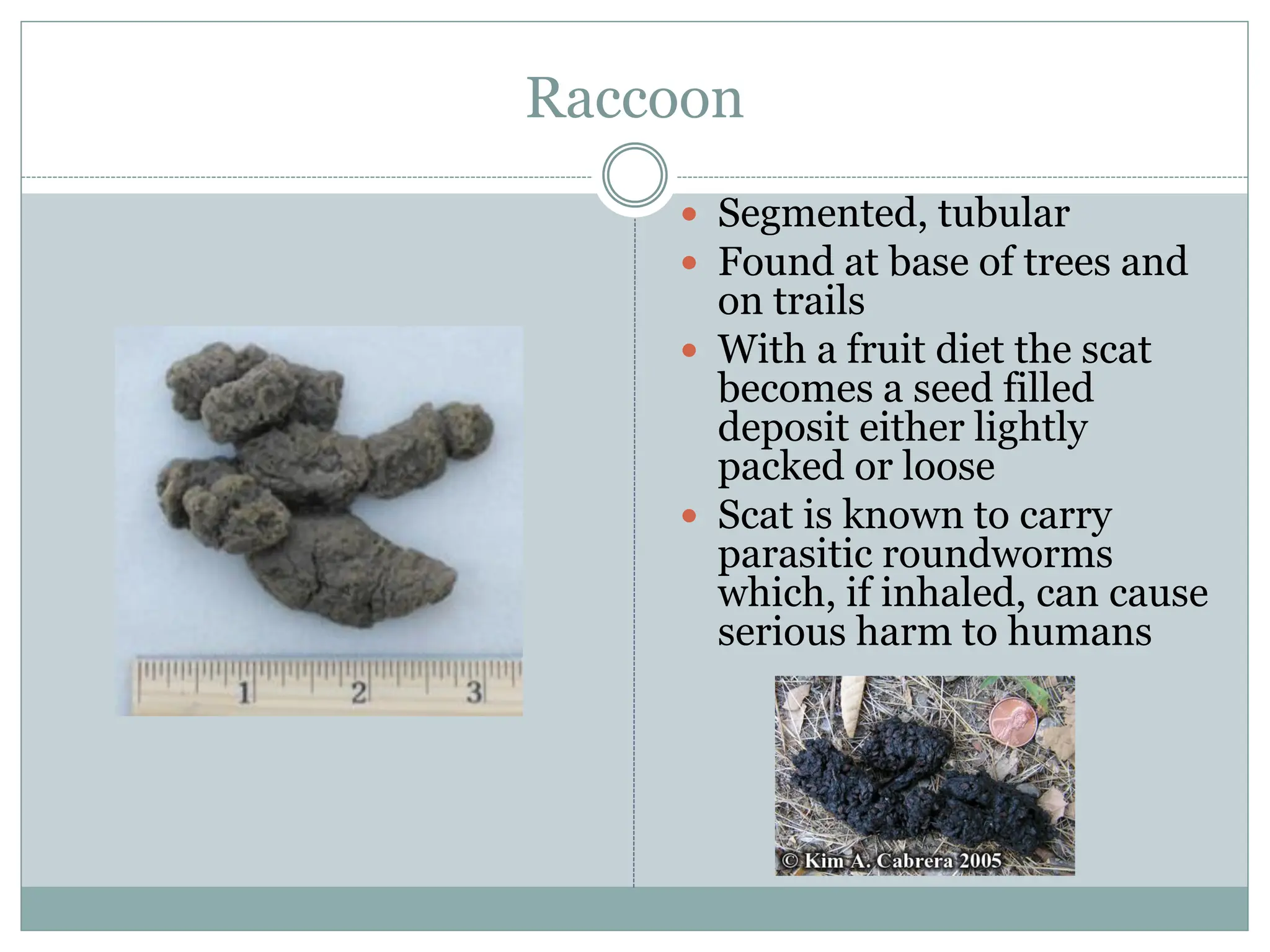 Scat-Identification.pdf