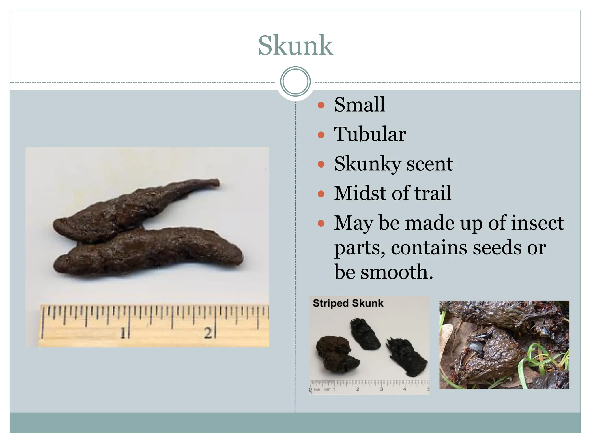 Scat-Identification.pdf