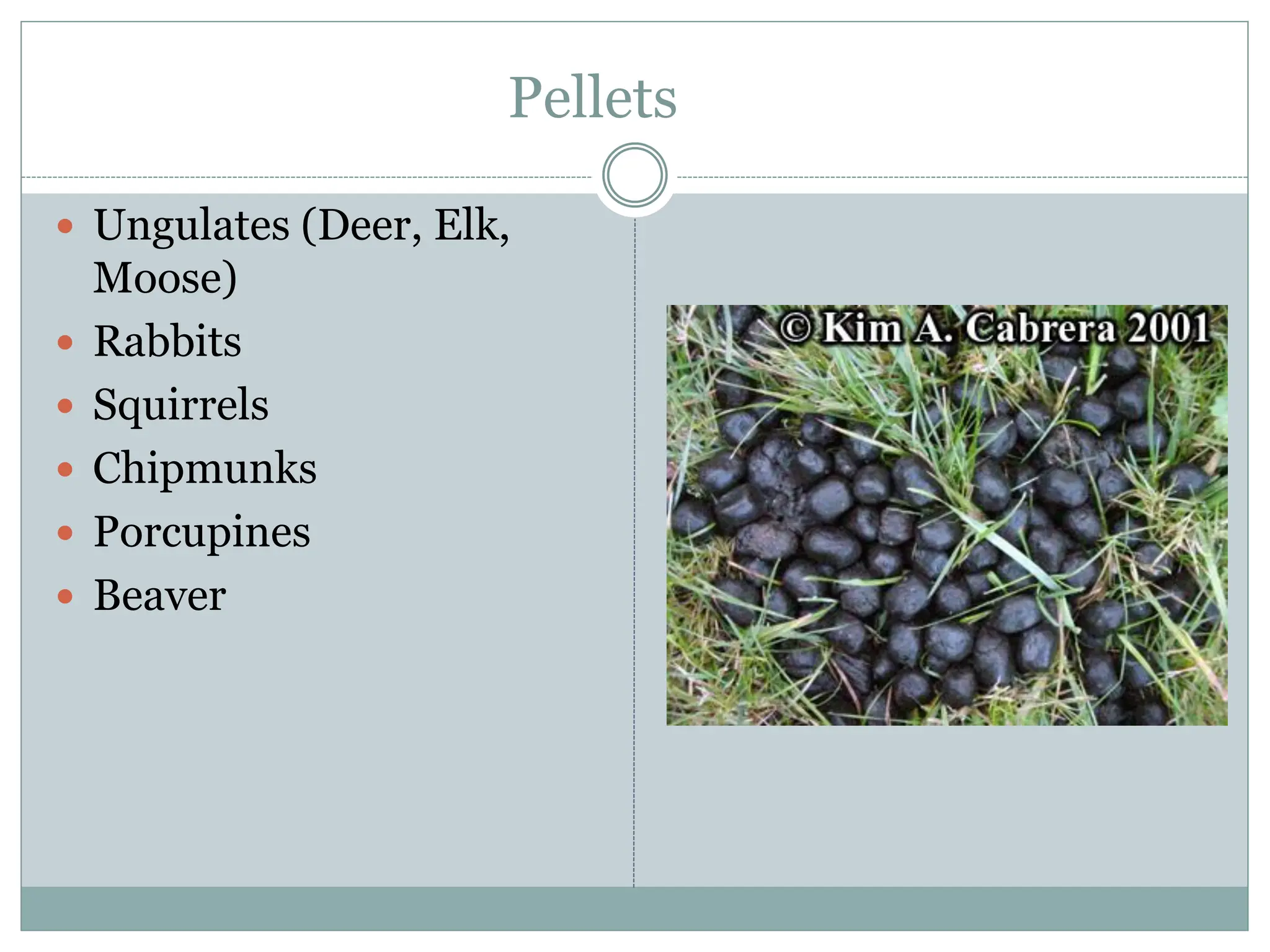 Scat-Identification.pdf