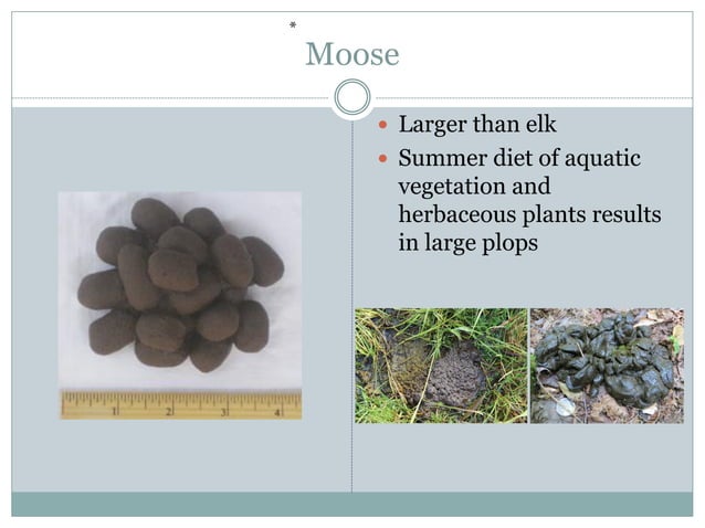 Scat-Identification.pdf