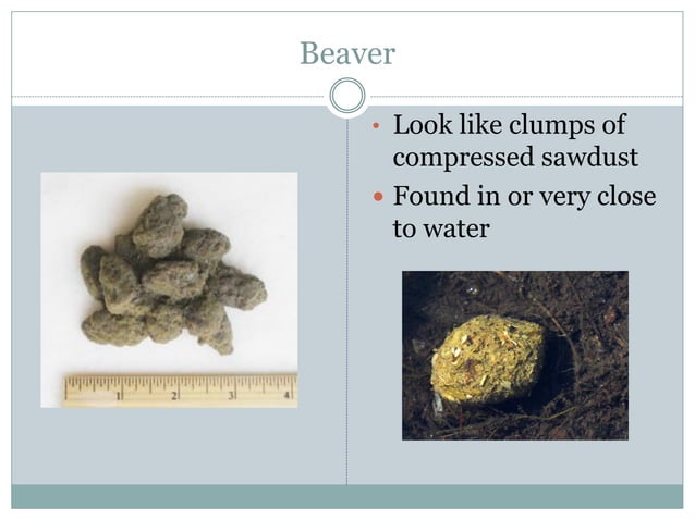 Scat-Identification.pdf