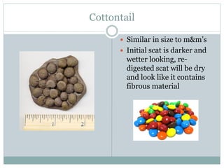 Scat-Identification.pdf