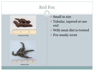 Scat-Identification.pdf